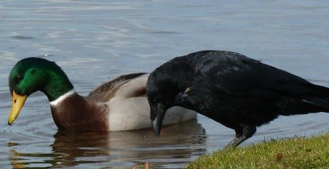 Racing Pigeons, Swimming Crows - 10,000 Birds