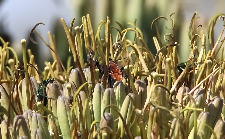 Agave Honey - 10,000 Birds