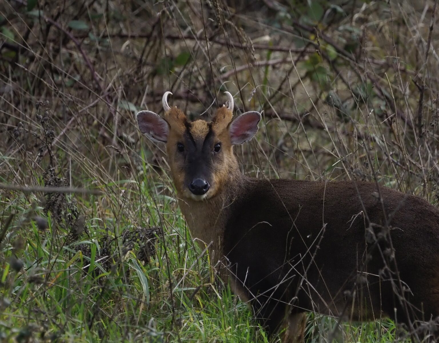 Fur and Fangs rather than Feathers and Beaks - 10,000 Birds