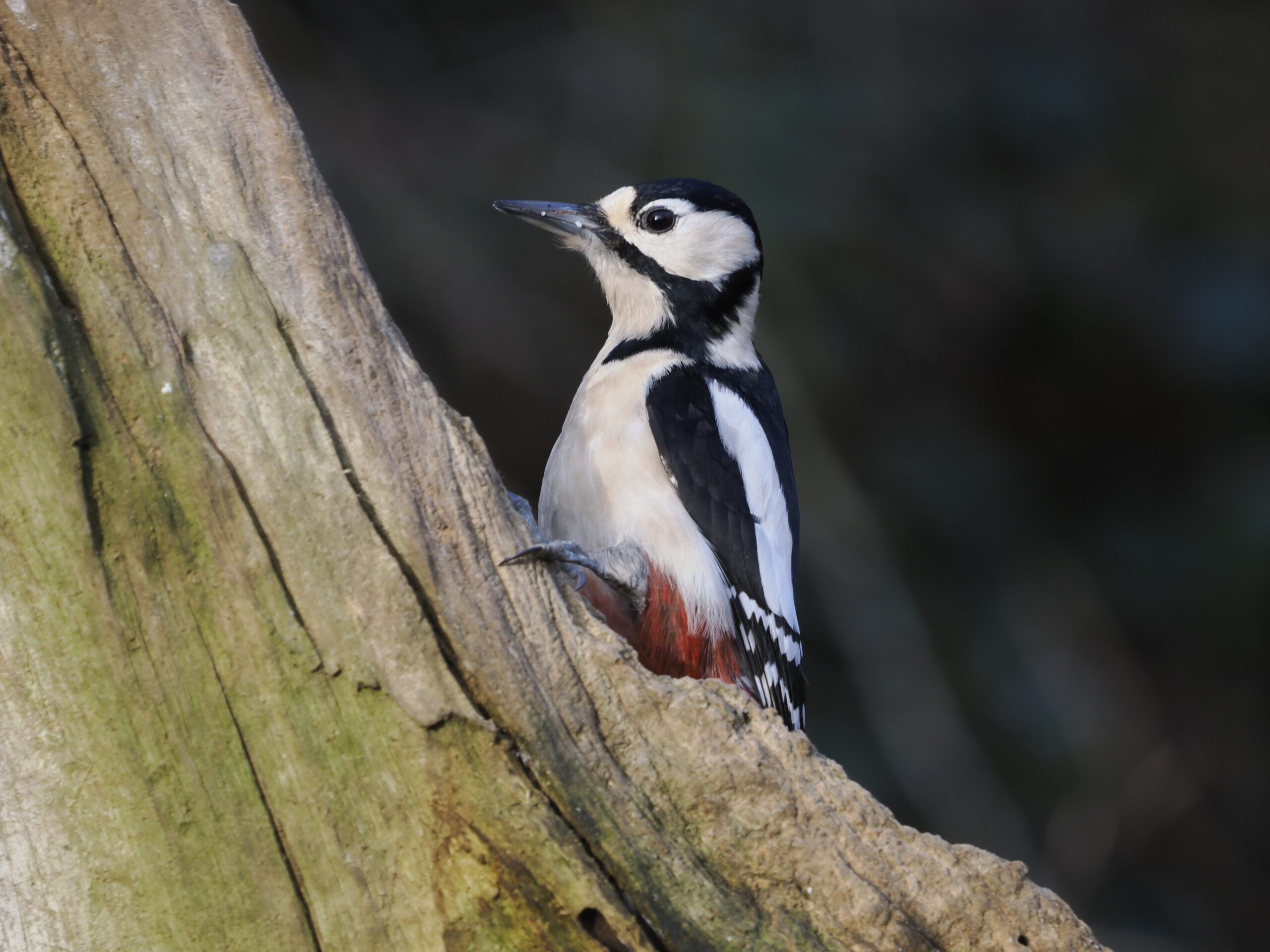 Birding Tradition: the New Year’s Day List - 10,000 Birds