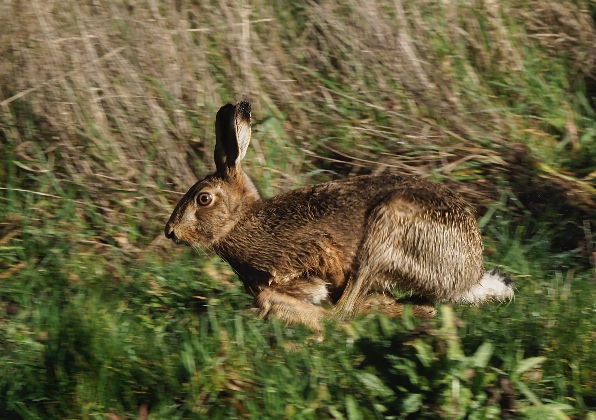 Fur and Fangs rather than Feathers and Beaks - 10,000 Birds