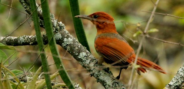 Back from the Second Birding Rally Challenge in Northern Peru - 10,000 ...