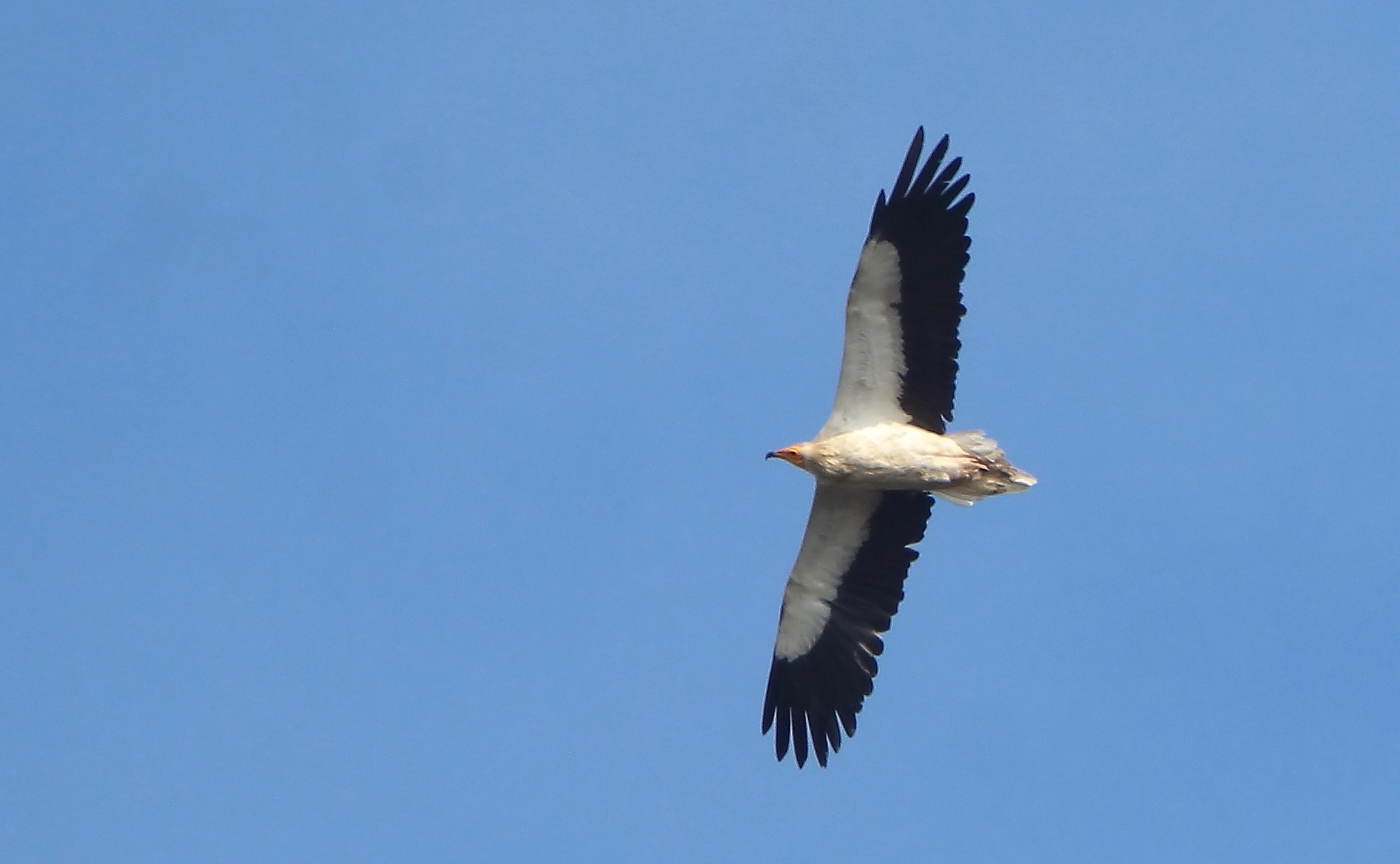 Birding Cazalla Soaring Bird Observatory - 10,000 Birds