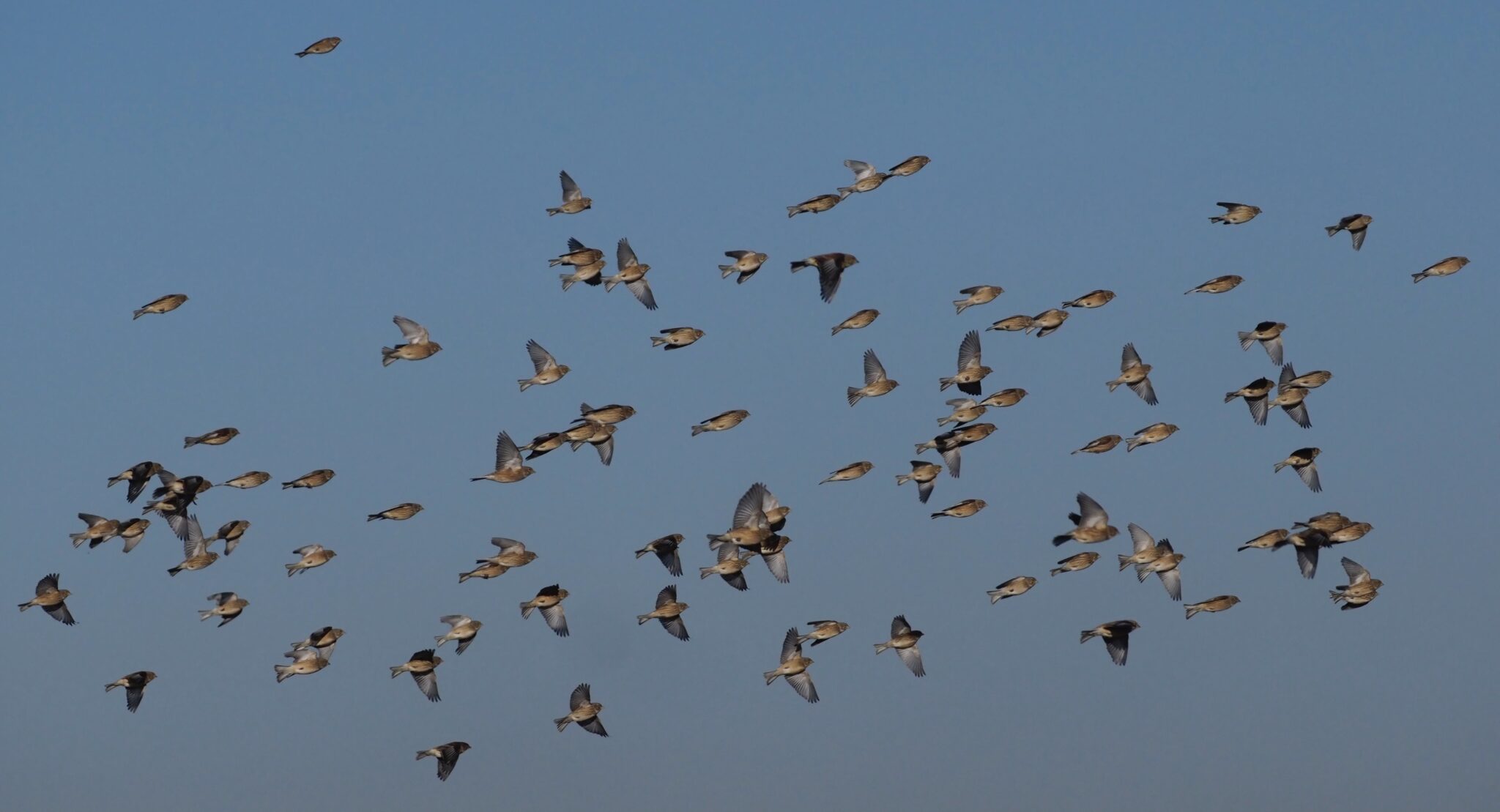 Birding Tradition: the New Year’s Day List - 10,000 Birds