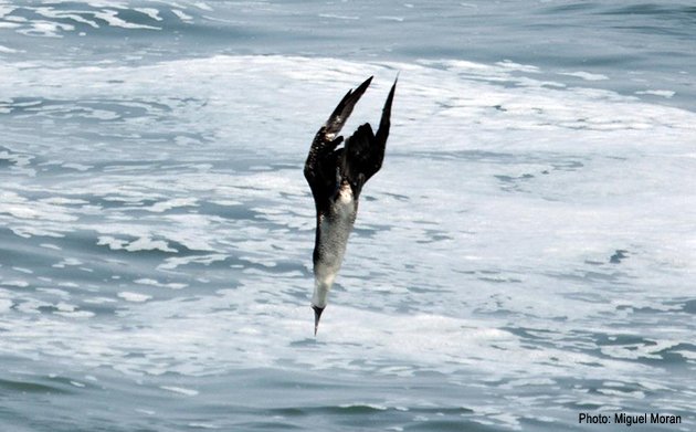 Well Adapted for a Plunge-diving Lifestyle - 10,000 Birds