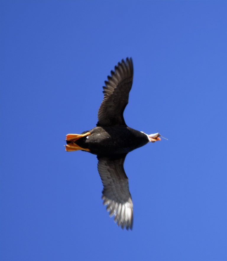 Tufted Puffins on the Oregon Coast - 10,000 Birds