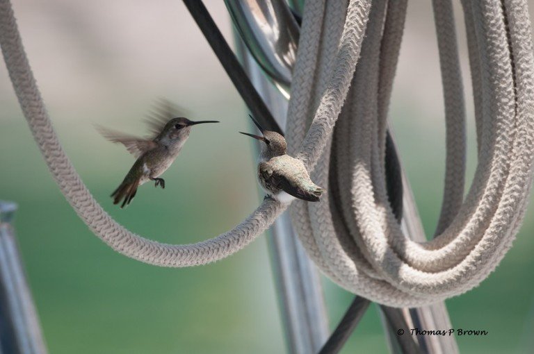 The Great Hummingbird Nest Heist - 10,000 Birds