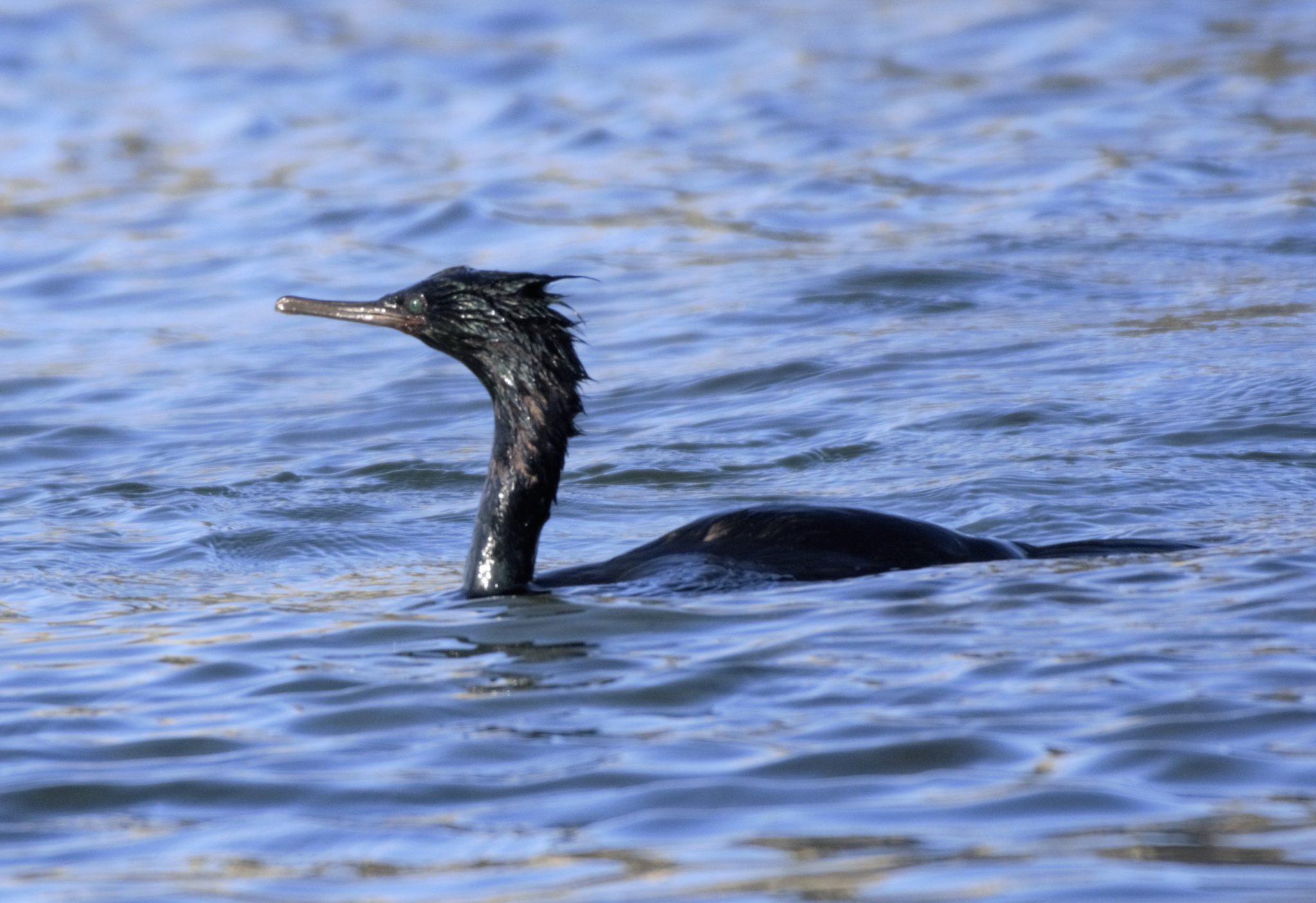 Tufted Puffins on the Oregon Coast - 10,000 Birds