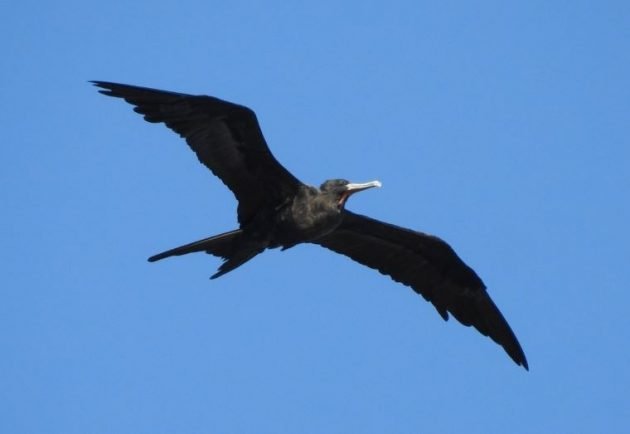 South East Queensland [SEQ] Birding Destinations - Lady Elliot Island ...