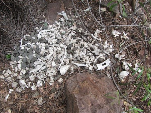 Great Bowerbird bowers-Keep River National Park - 10,000 Birds