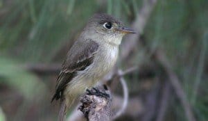 Bahama Birding Wrap-up - 10,000 Birds