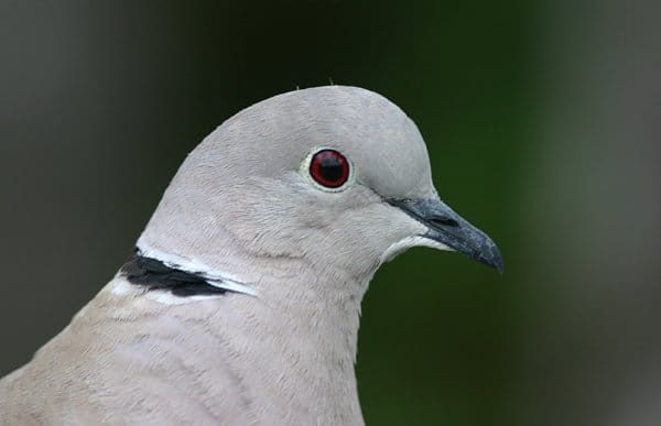 Learn To Love This Face - 10,000 Birds