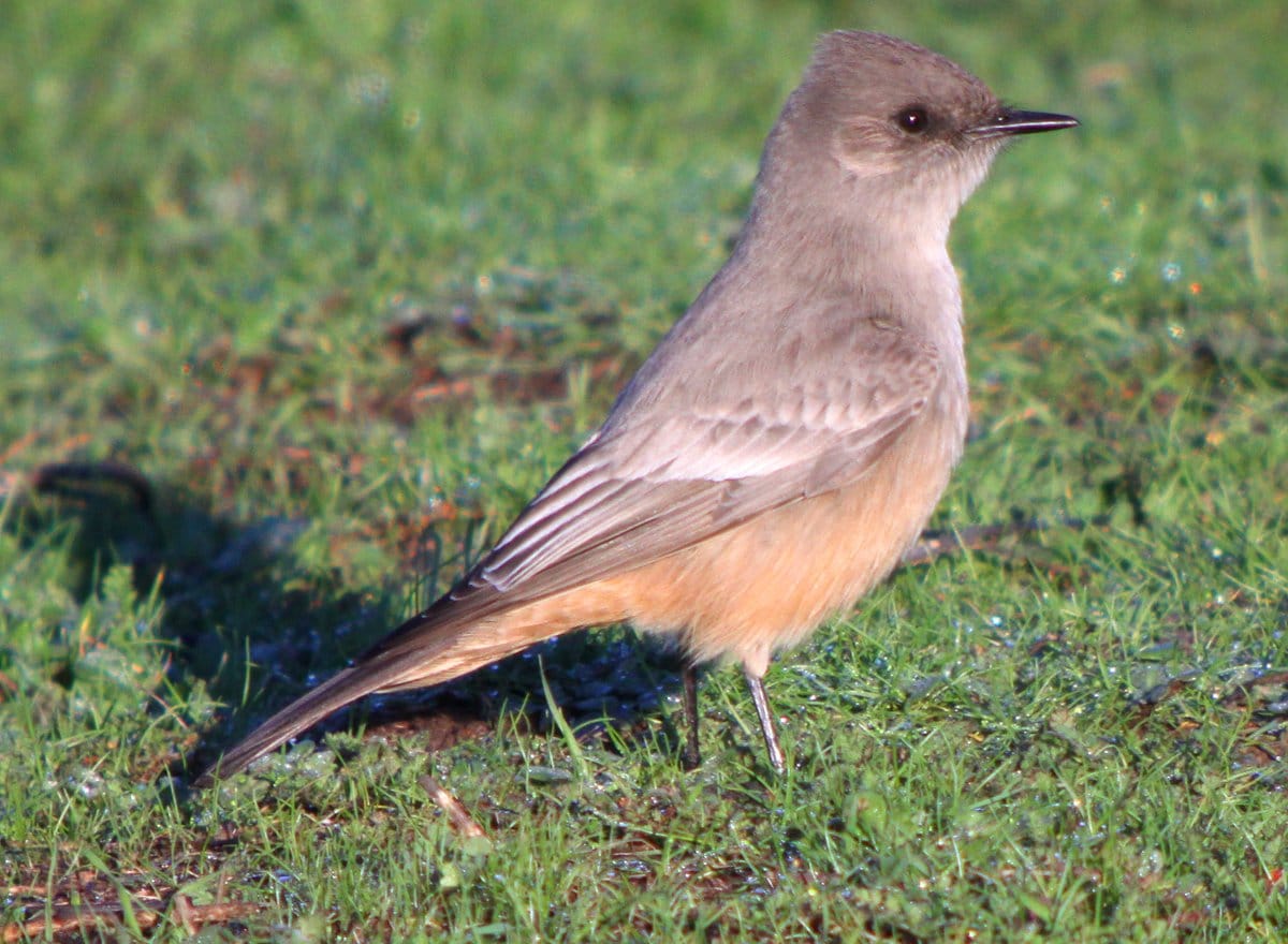What is a Phoebe? - 10,000 Birds