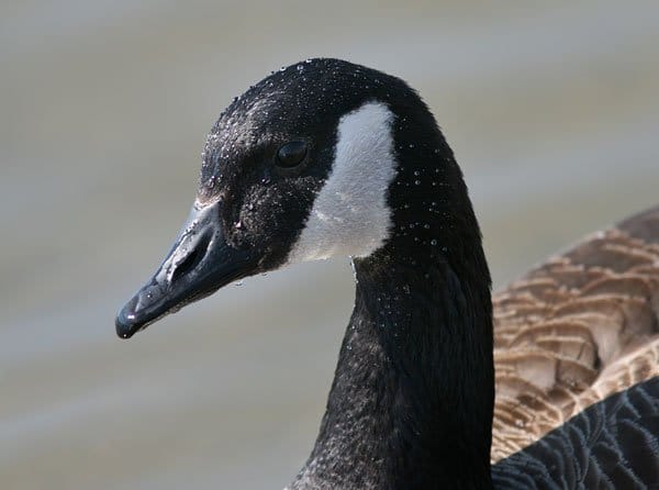 The Usual Waterfowl - 10,000 Birds