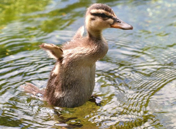 Mallard Ducklings: Manky and Not - 10,000 Birds