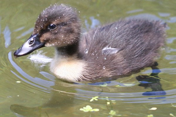 Mallard Ducklings: Manky and Not - 10,000 Birds