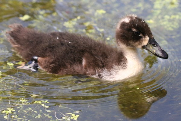 Mallard Ducklings: Manky And Not - 10,000 Birds