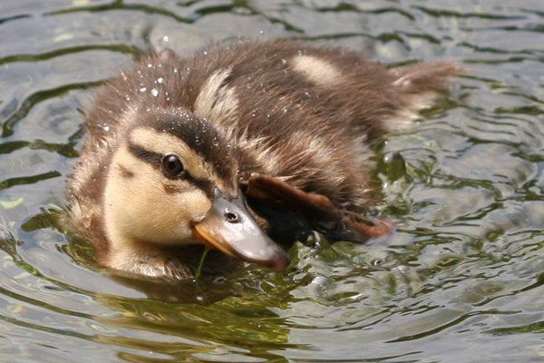Mallard Ducklings: Manky And Not - 10,000 Birds