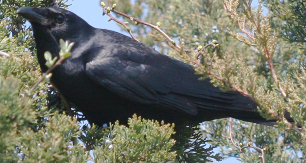 Fish Crow at Jamaica Bay - 10,000 Birds