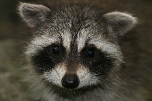 Cutest Baby Raccoon Ever - 10,000 Birds