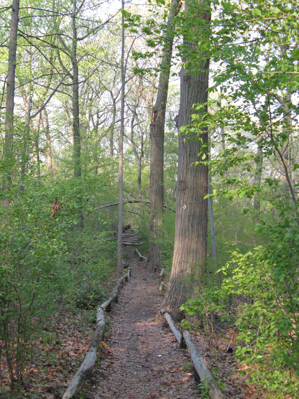 A Forest in the City: Forest Park, Queens, NY - 10,000 Birds