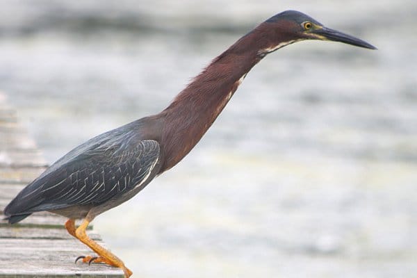 Green Herons and their Groovy Necks - 10,000 Birds