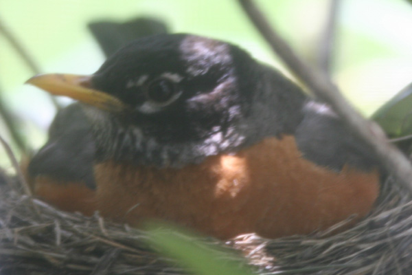 Baby Robins! - 10,000 Birds