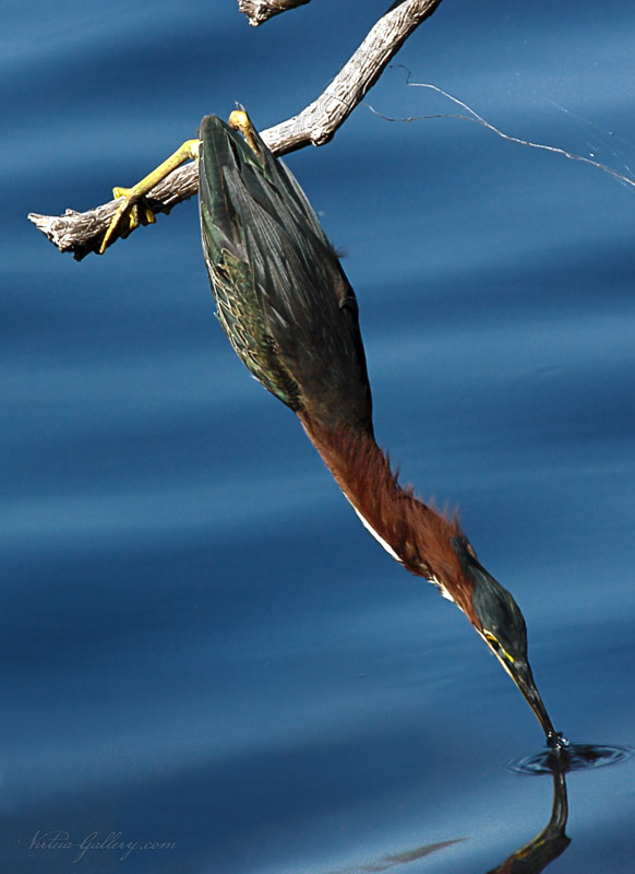 Green Herons and their Groovy Necks - 10,000 Birds