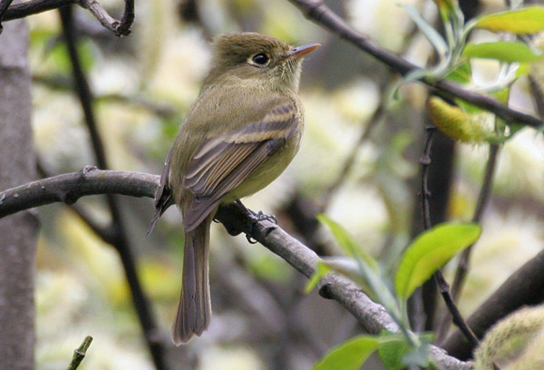 What is an Empidonax Flycatcher? - 10,000 Birds