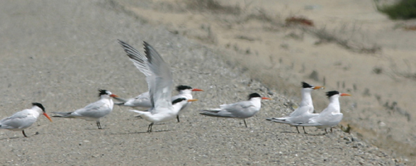 What is a Tern? - 10,000 Birds