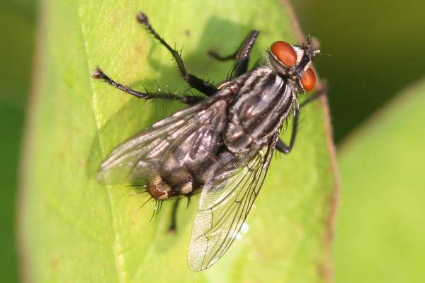 Three Insects at Jamaica Bay - 10,000 Birds