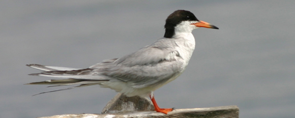What is a Tern? - 10,000 Birds