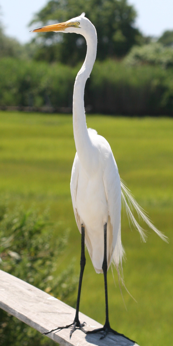 Great Egrets at the Marine Nature Study Area - 10,000 Birds