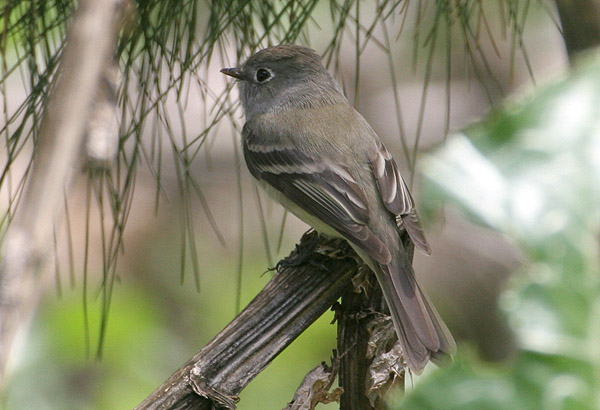 What is an Empidonax Flycatcher? - 10,000 Birds
