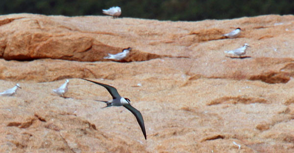 What is a Tern? - 10,000 Birds