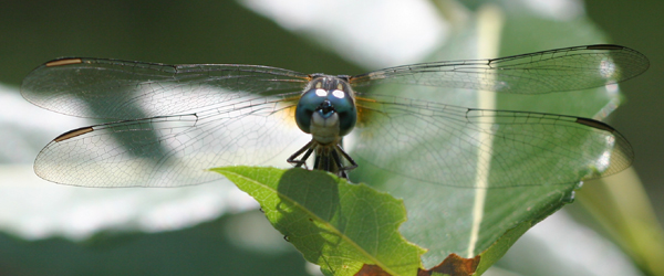 Blue Dasher (Pachydiplax longipennis) - 10,000 Birds