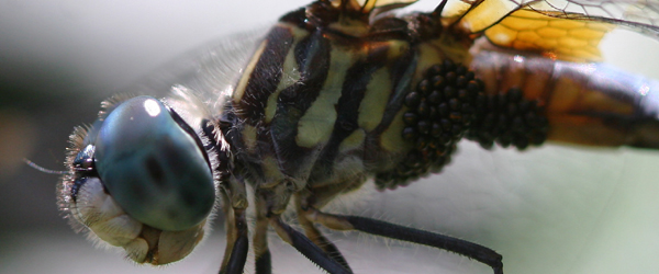 Blue Dasher (Pachydiplax longipennis) - 10,000 Birds