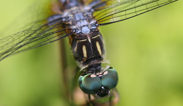 Blue Dasher (Pachydiplax longipennis) - 10,000 Birds