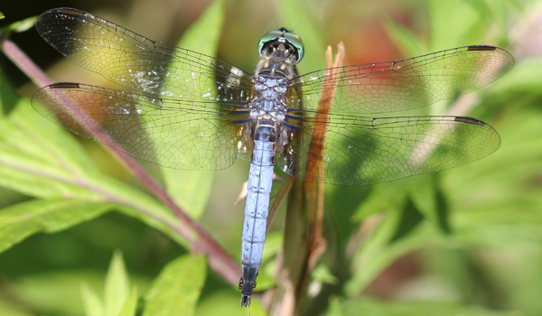 Blue Dasher (Pachydiplax longipennis) - 10,000 Birds