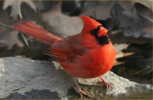 What is a Cardinal? - 10,000 Birds