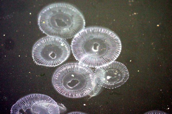 Jones Beach Birds (and Jellyfish) - 10,000 Birds