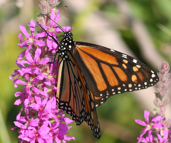 Two More Butterflies - 10,000 Birds