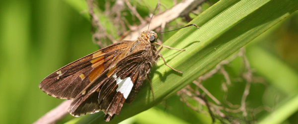 Two Skippers at Forest Park - 10,000 Birds