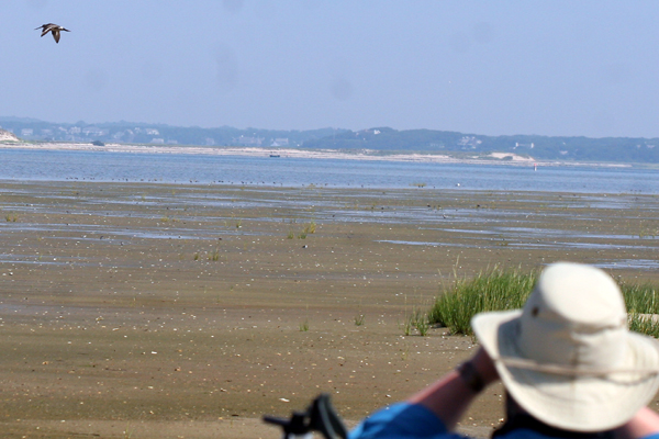 Birding South Beach, Cape Cod, Massachusetts - 10,000 Birds