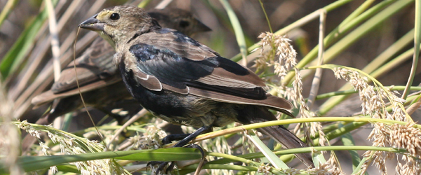 Tricky (Molting) Icterid - 10,000 Birds