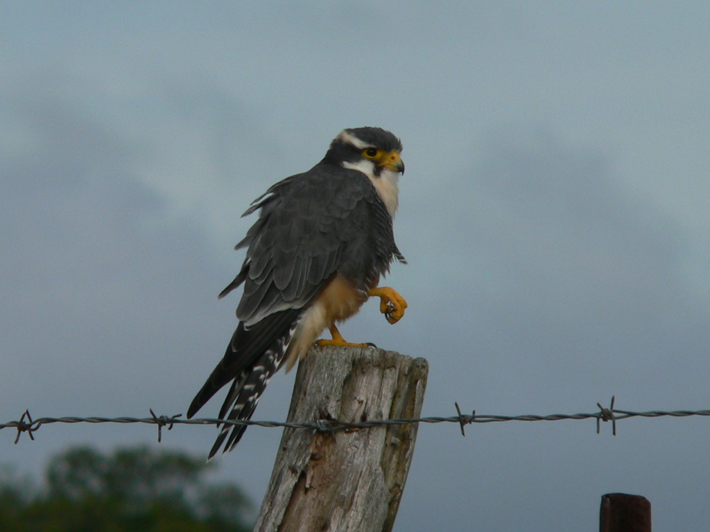 Forpus passerinus and the Ornithologists of Masaguaral - 10,000 Birds