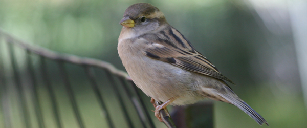 Enjoying the Common Birds at Central Park - 10,000 Birds