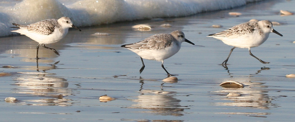 The Bird that Runs from Waves - 10,000 Birds