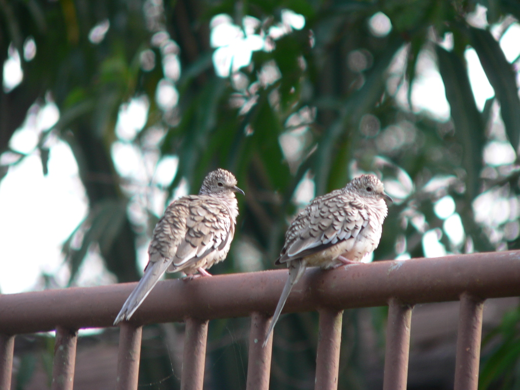 Forpus passerinus and the Ornithologists of Masaguaral - 10,000 Birds
