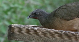 Plain Chachalacas - 10,000 Birds